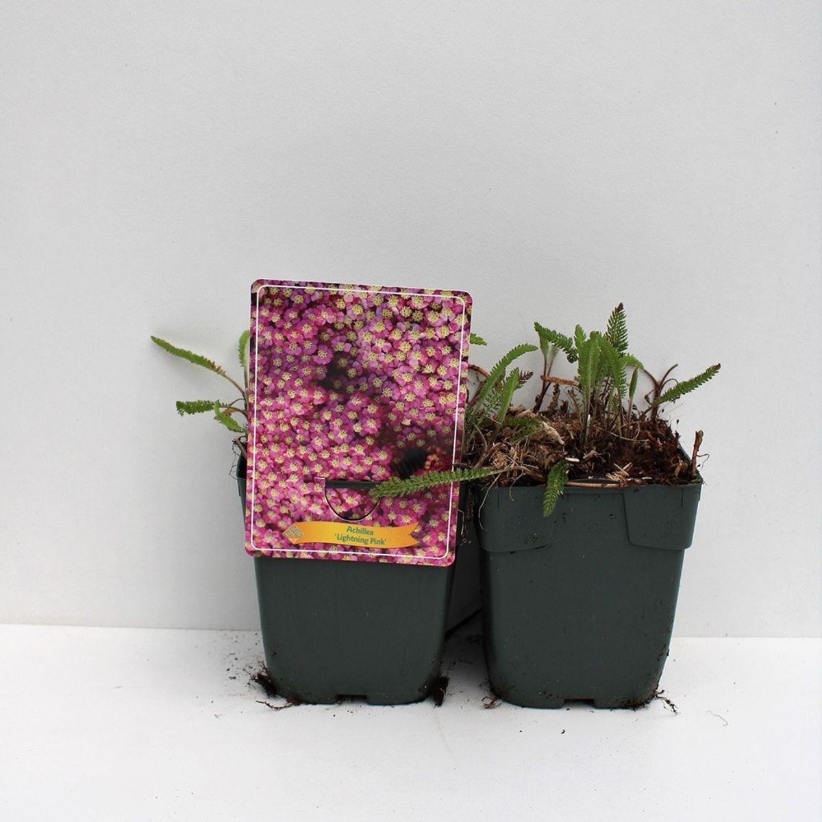 Achillea millefolium RAINBOW LIGHTNING PINK — Plant Wholesale FlorAccess