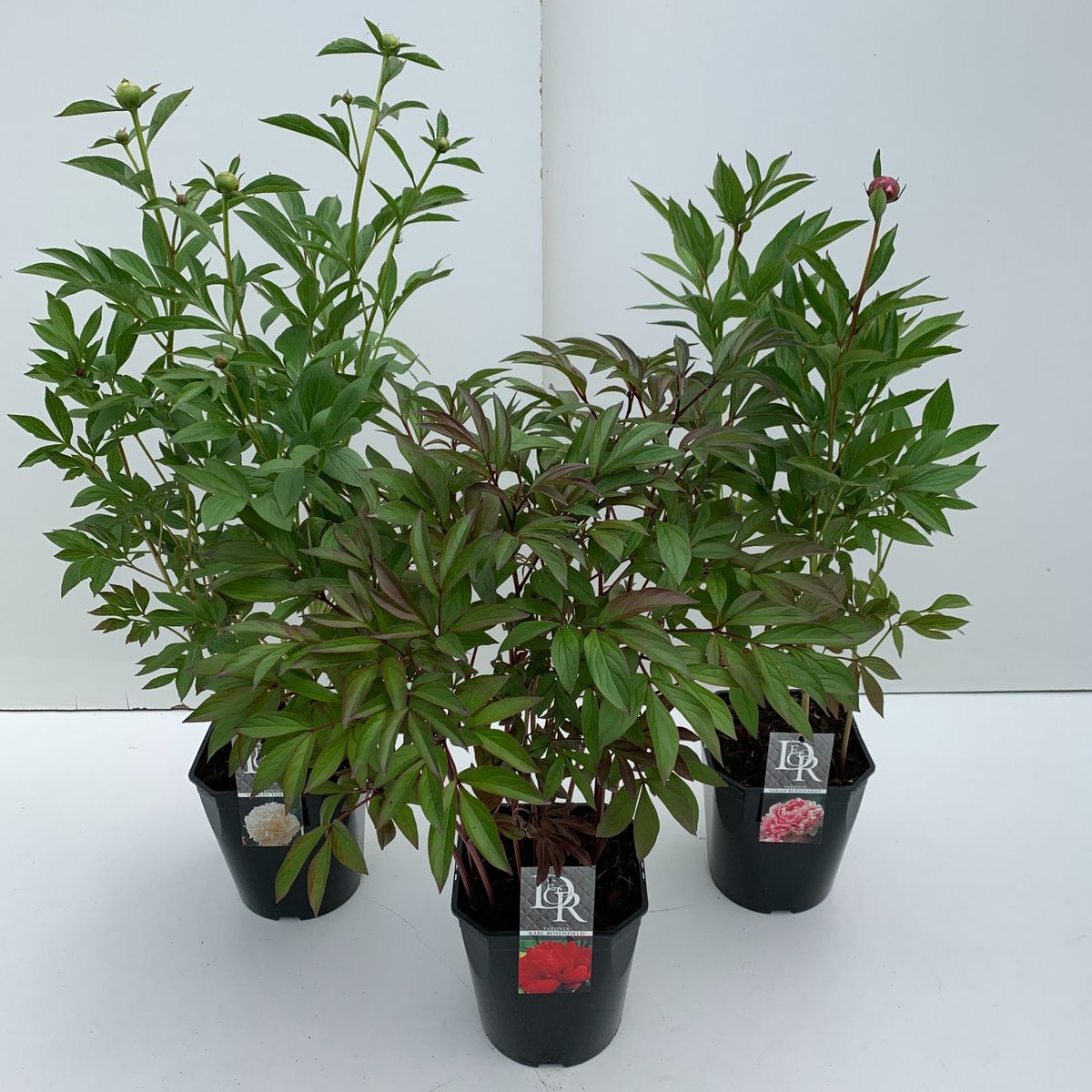 Paeonia MIX — Plant Wholesale FlorAccess