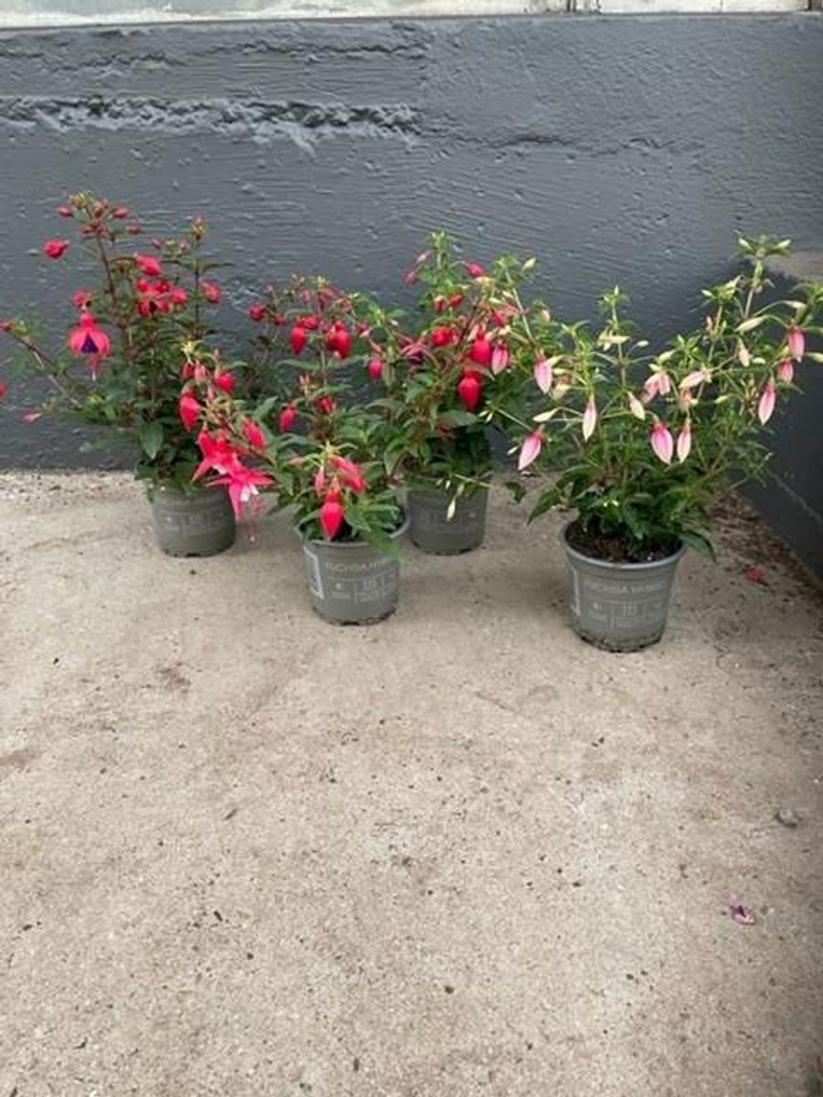 Fuchsia MIX — Plant Wholesale FlorAccess