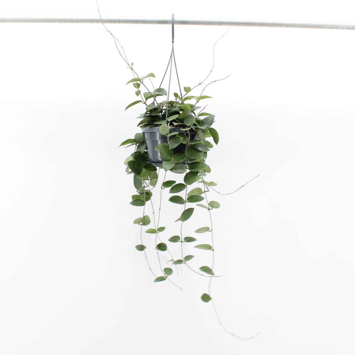 Hoya 'Chouke' — Plant Wholesale FlorAccess