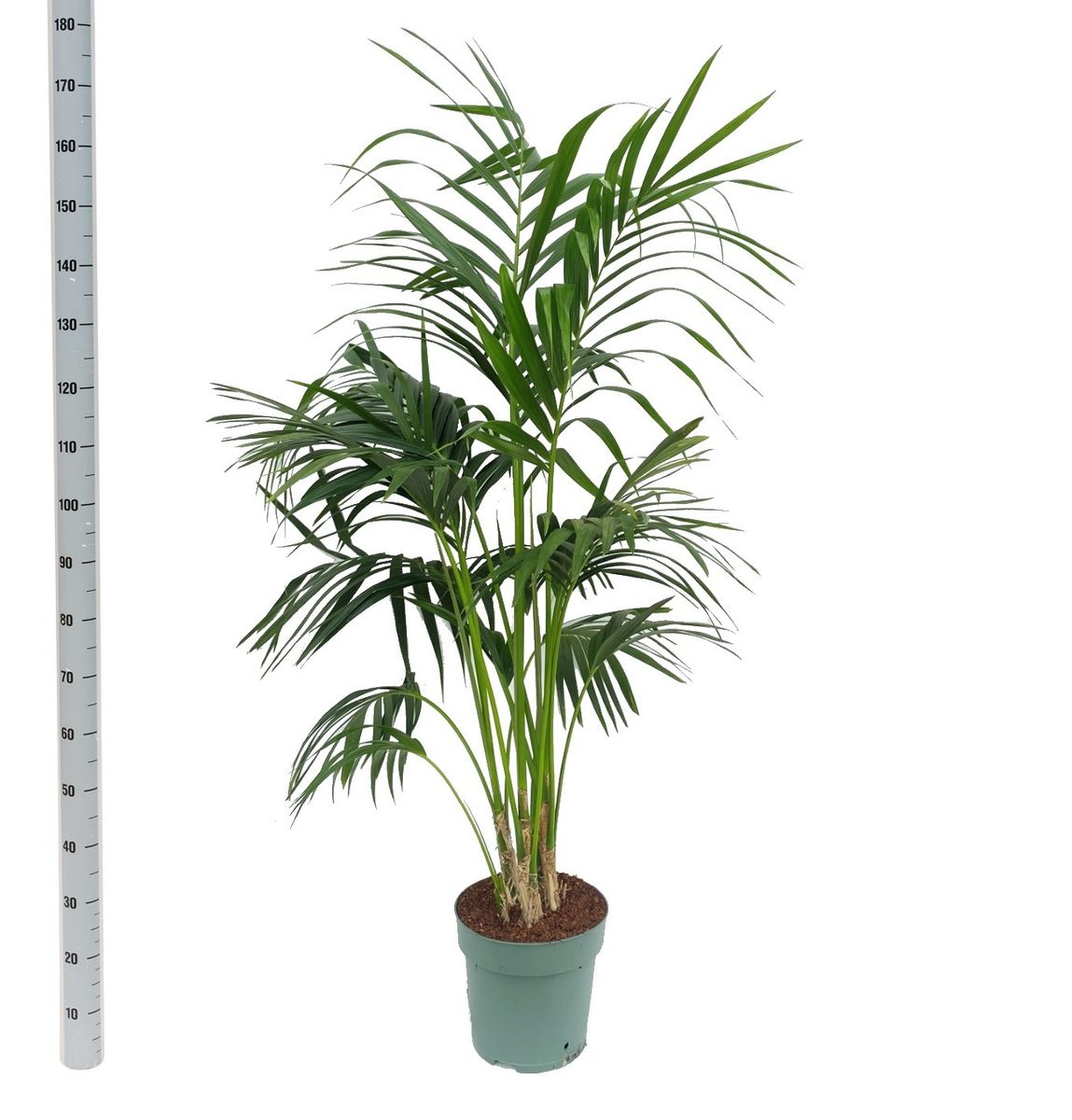 Howea forsteriana — Plant Wholesale FlorAccess