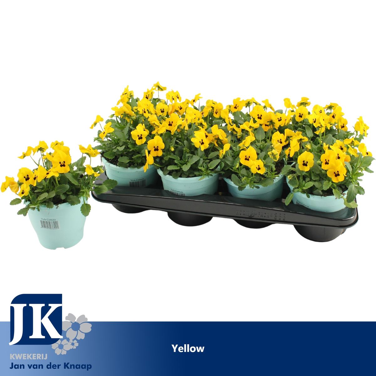 Viola DELTINI YELLOW — Plant Wholesale FlorAccess