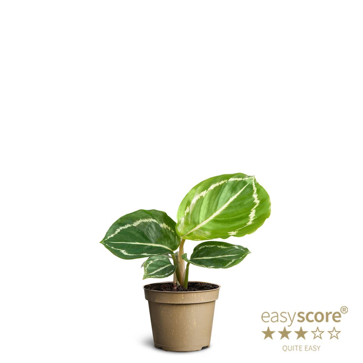 Goeppertia concinna — Plant Wholesale FlorAccess