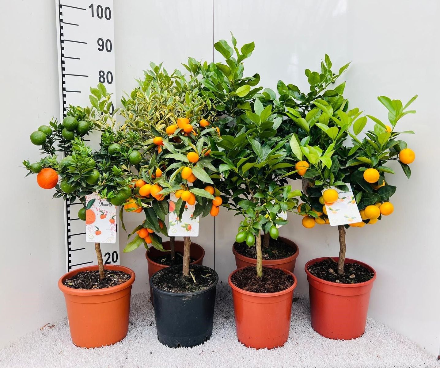 Citrus MIX — Plant Wholesale FlorAccess