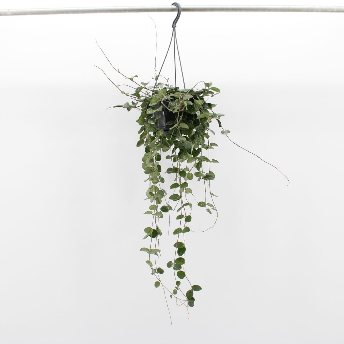 Hoya 'Mathilde Splash' — Plant Wholesale FlorAccess