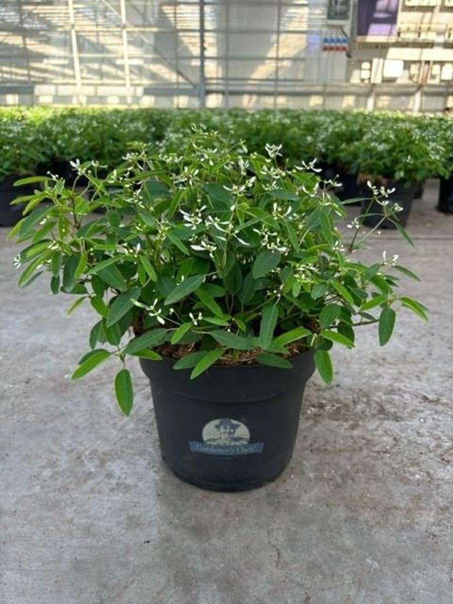 Euphorbia hypericifolia DIAMOND FROST — Plant Wholesale FlorAccess
