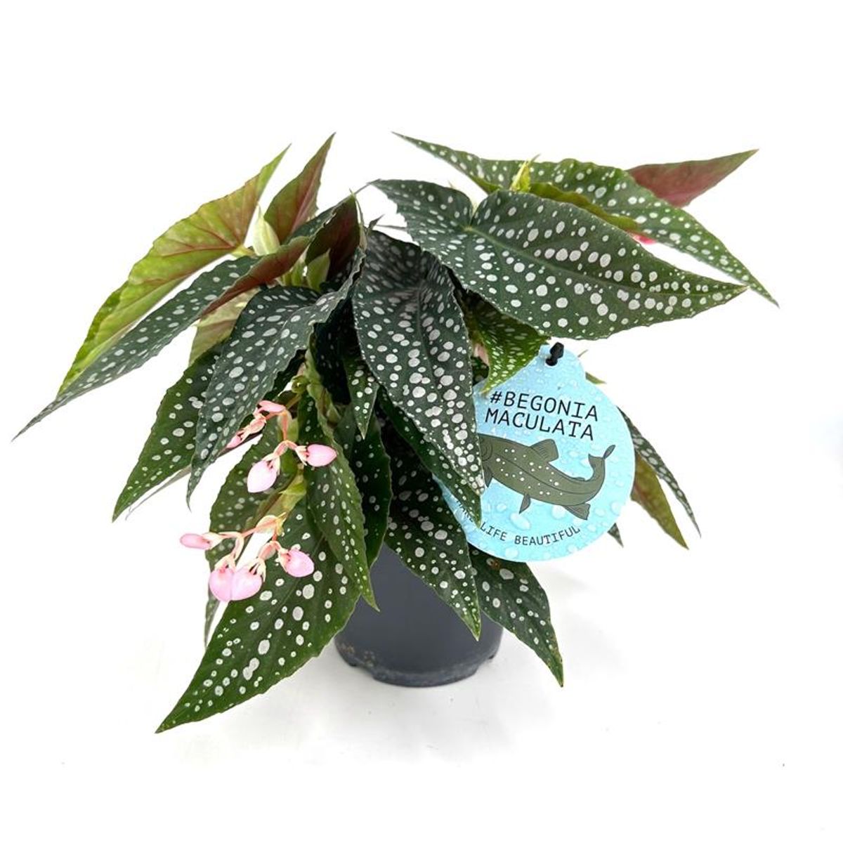 Begonia maculata 'Silver Spot' — Plant Wholesale FlorAccess