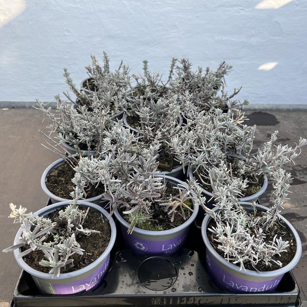 Lavandula angustifolia 'Essence Purple' — Plant Wholesale FlorAccess