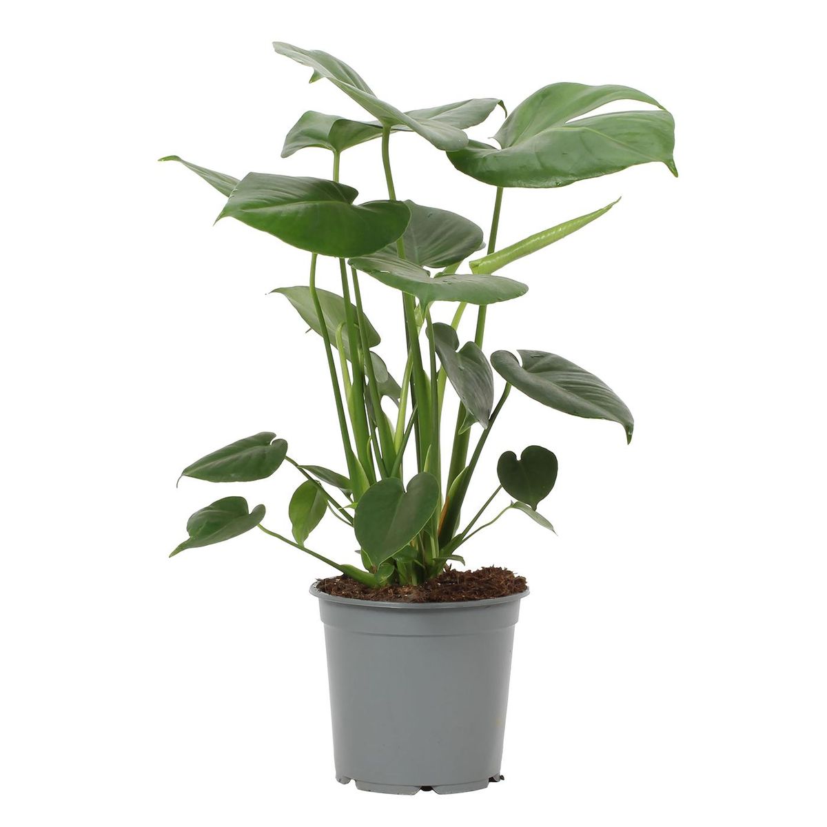 Monstera deliciosa — Plant Wholesale FlorAccess
