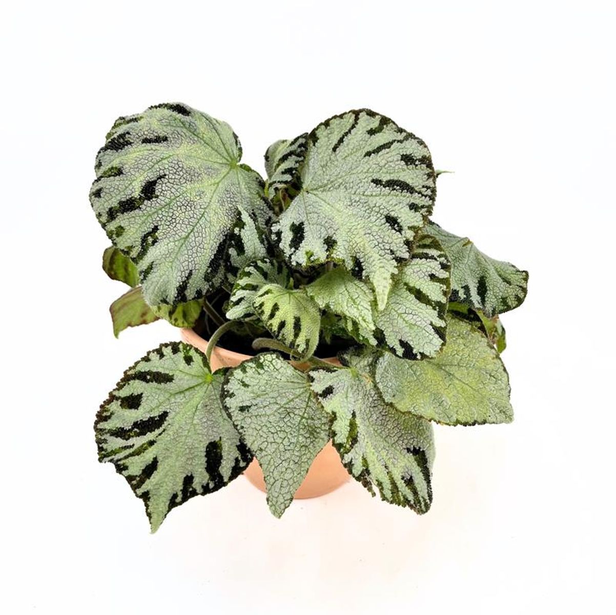 Begonia 'Silver Jewel' — Plant Wholesale FlorAccess