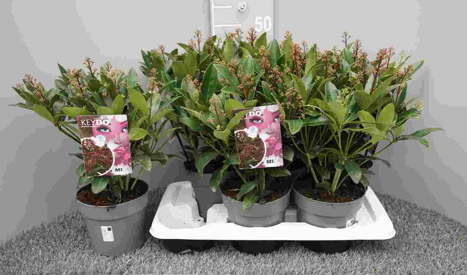 Skimmia japonica MICA — Plant Wholesale FlorAccess