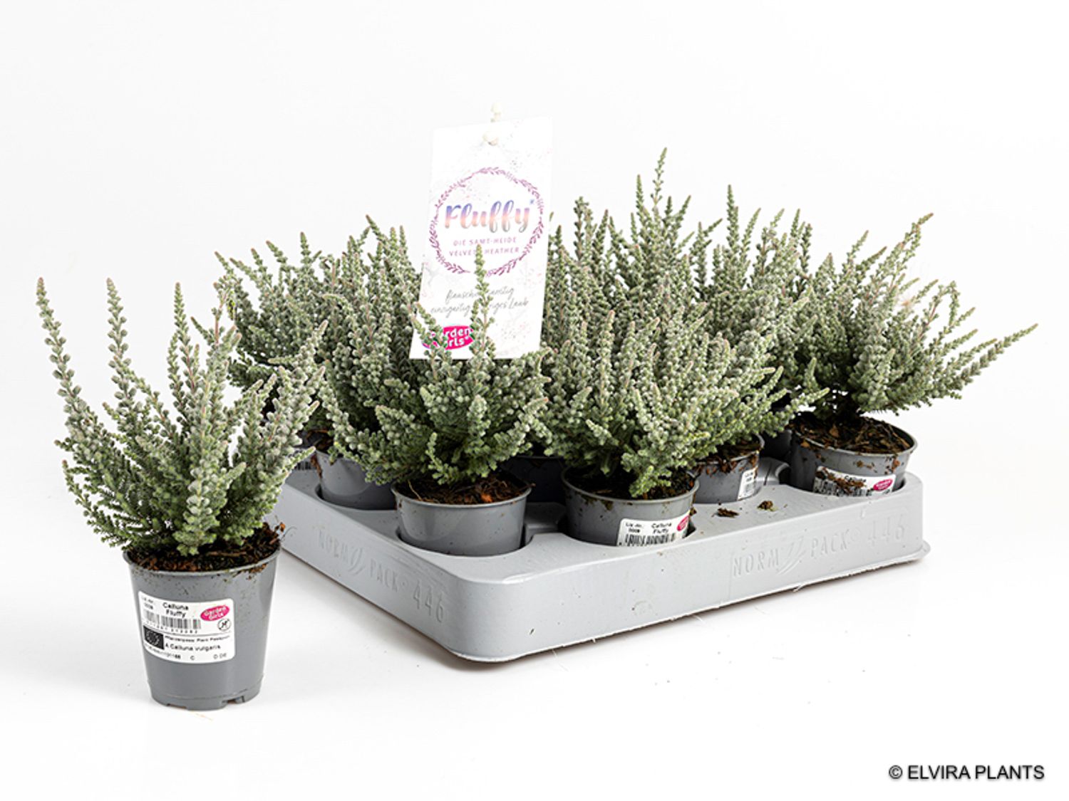 Calluna vulgaris GARDEN GIRLS FLUFFY — Plant Wholesale FlorAccess