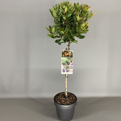 Arbutus unedo 'Compacta' — Plant Wholesale FlorAccess