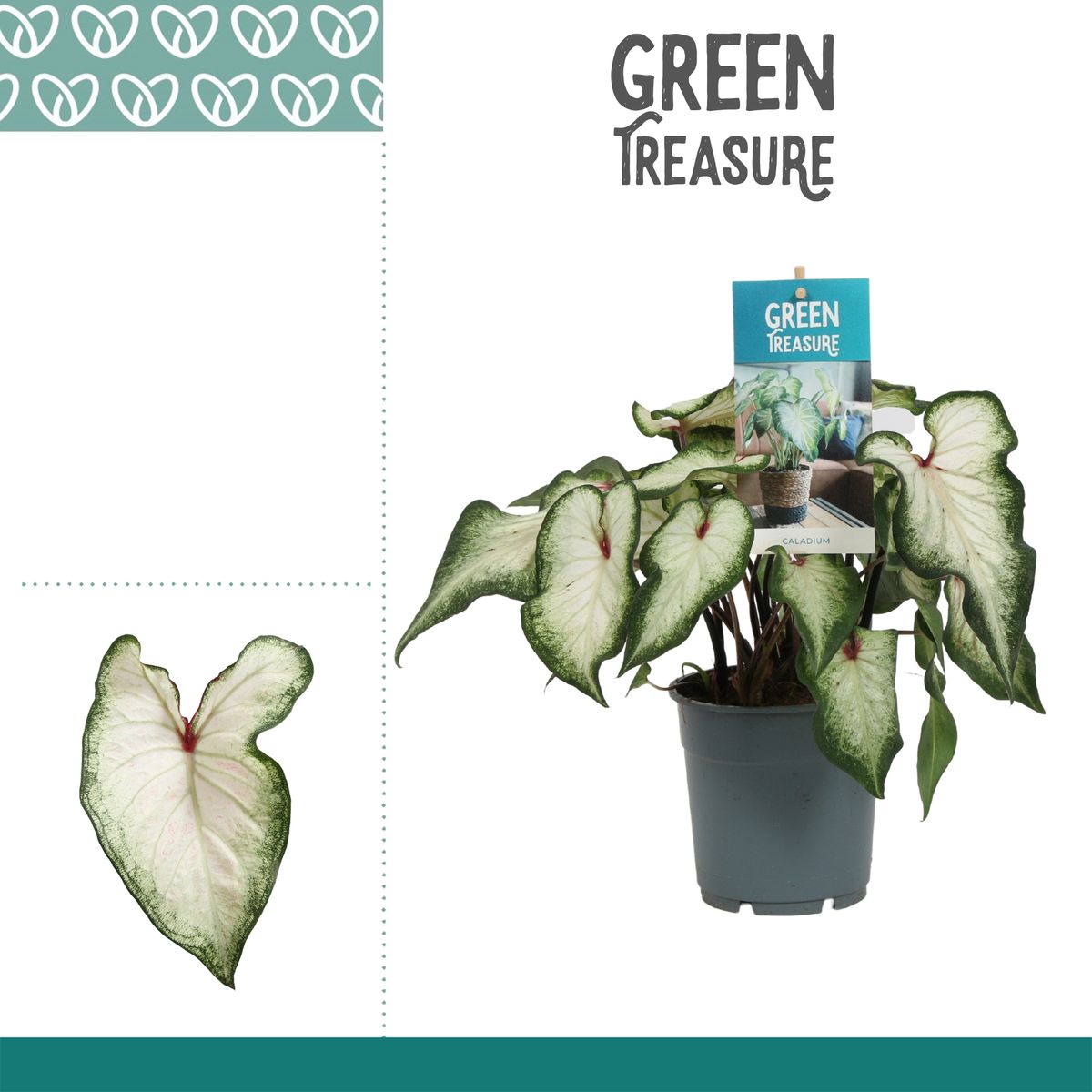 Caladium 'White Wonder' — Plant Wholesale FlorAccess
