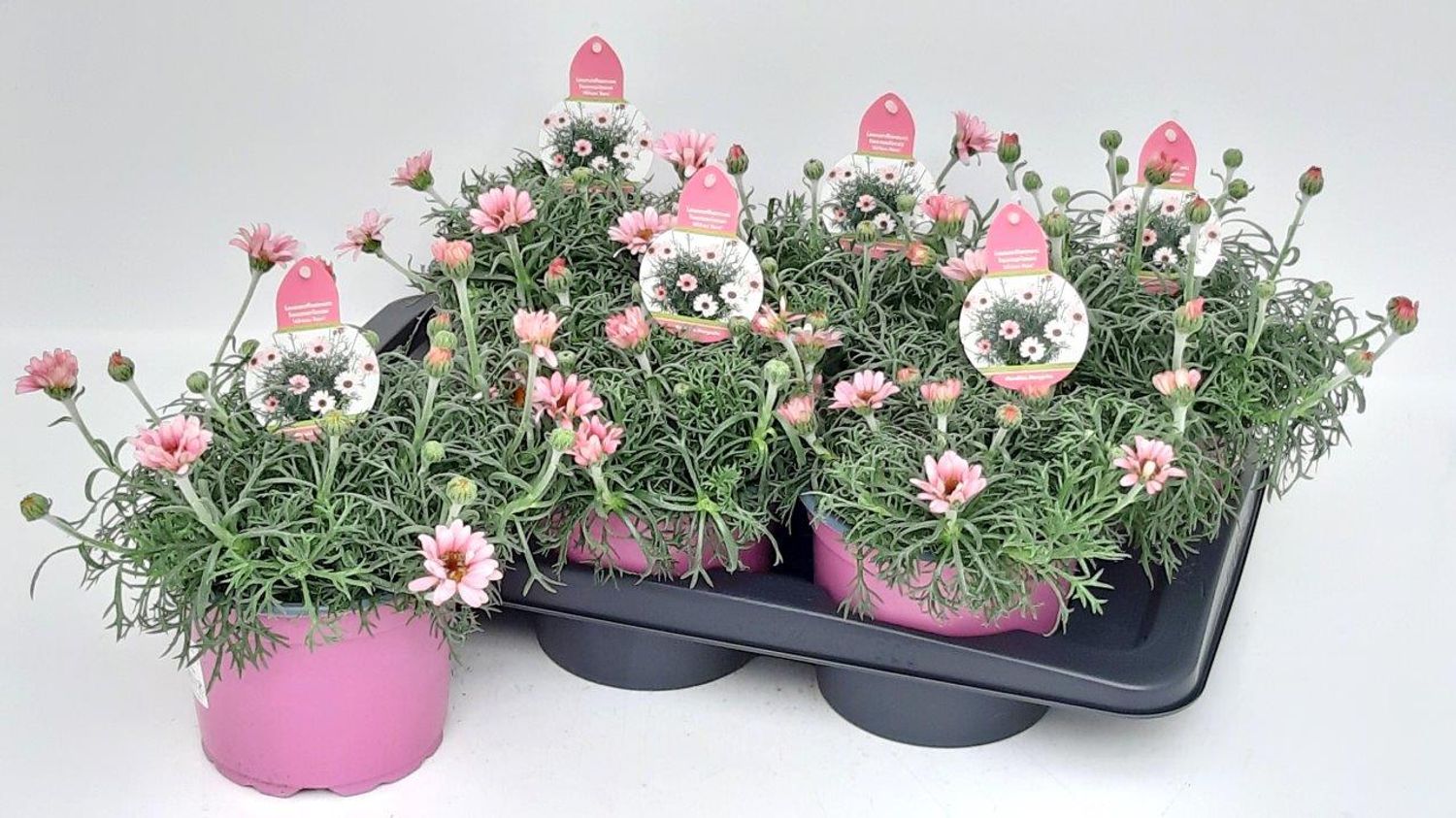 Rhodanthemum hosmariense 'African Rose' — Plant Wholesale FlorAccess