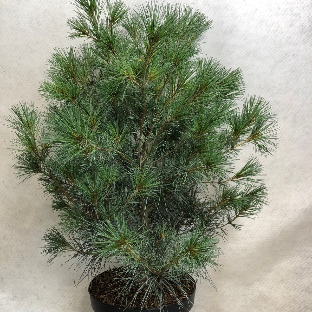 Pinus strobus 'Blue Clovers' — Plant Wholesale FlorAccess