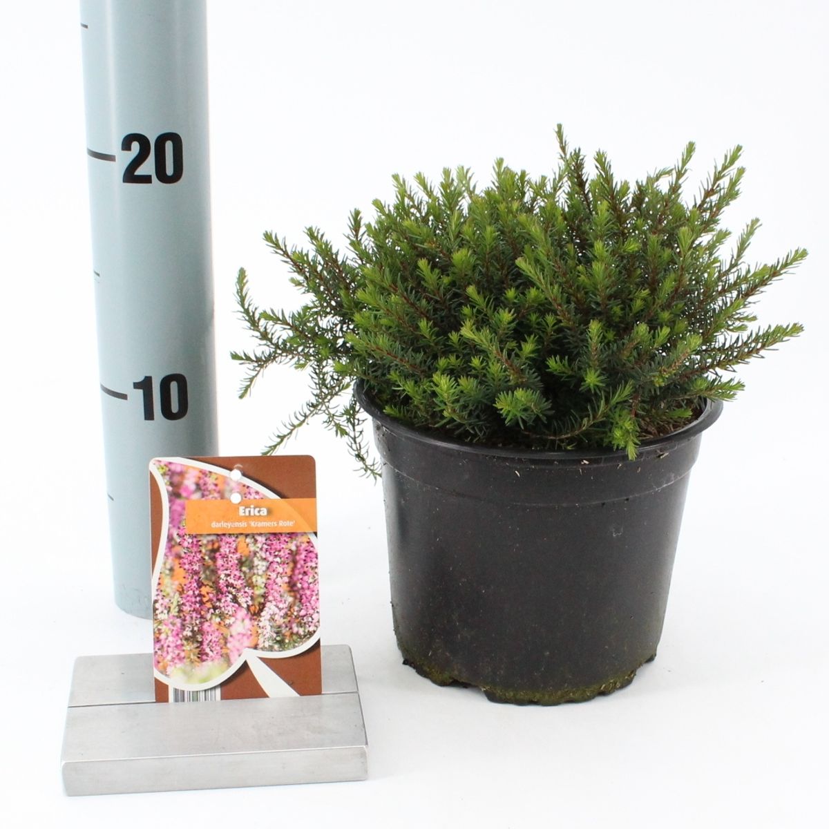 Erica x darleyensis 'Kramer's Rote' — Plant Wholesale FlorAccess