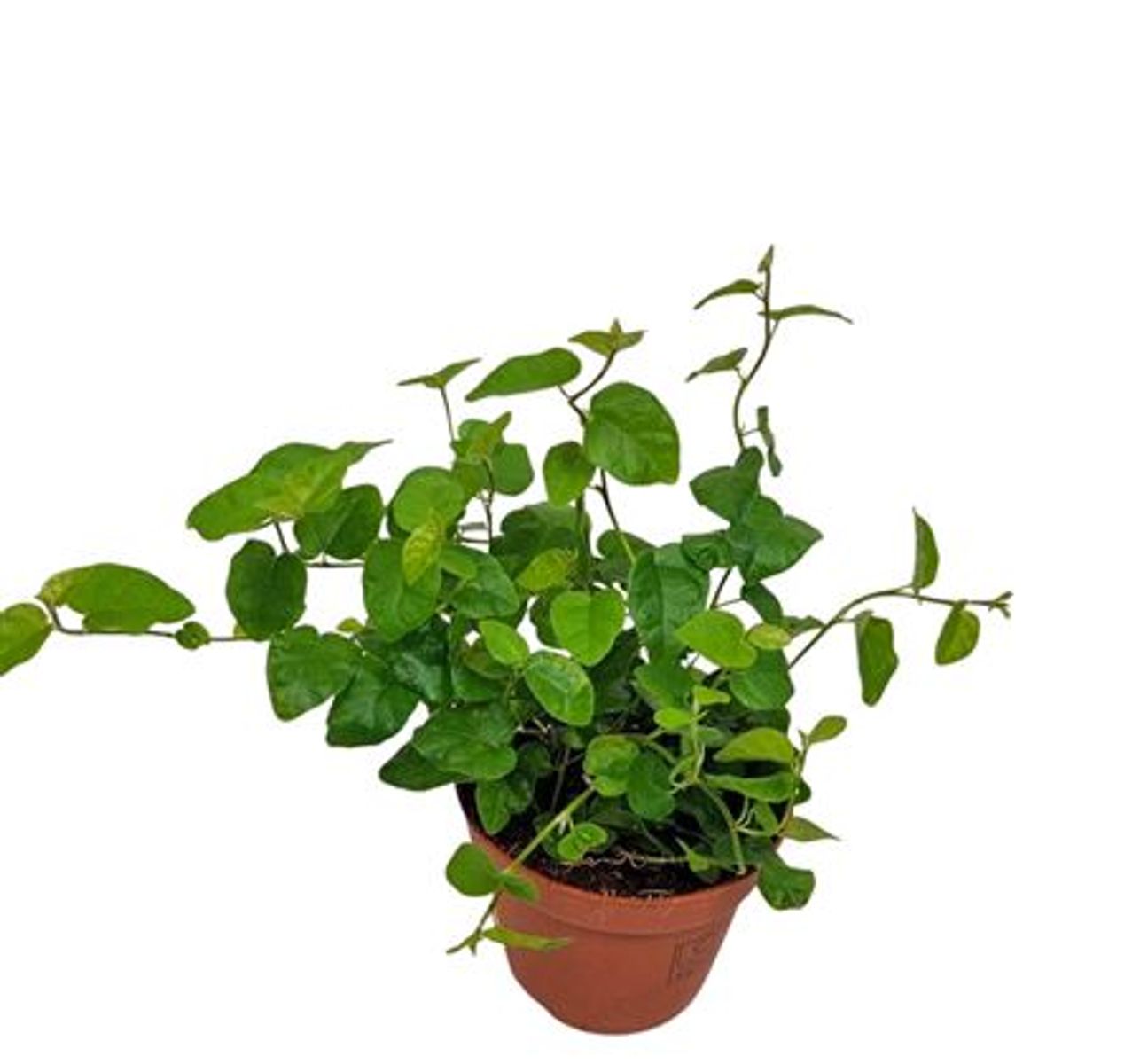 Ficus pumila 'Green Sunny' — Plant Wholesale FlorAccess