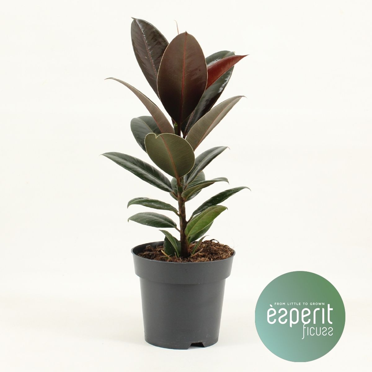 Ficus elastica 'Melany' — Plant Wholesale FlorAccess