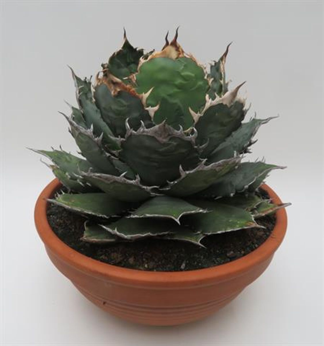 Agave titanota oteroi — Plant Wholesale FlorAccess