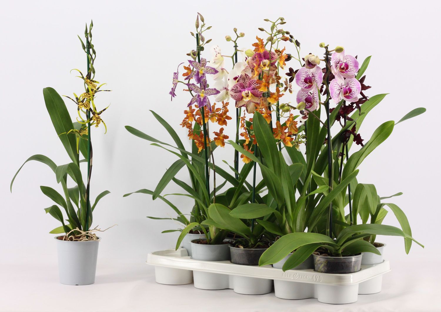 Orchid MIX — Plant Wholesale FlorAccess