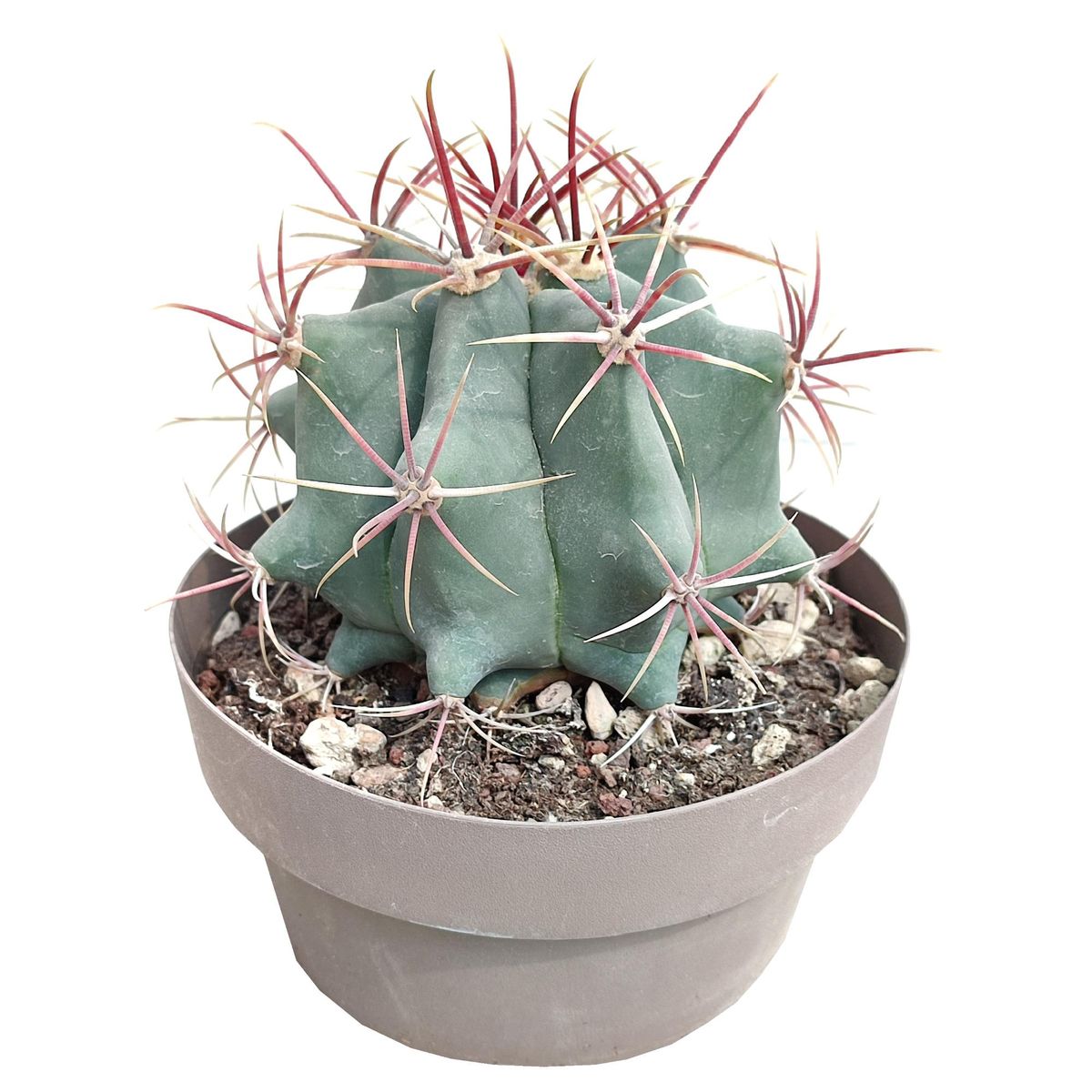 Ferocactus emoryi — Plant Wholesale FlorAccess