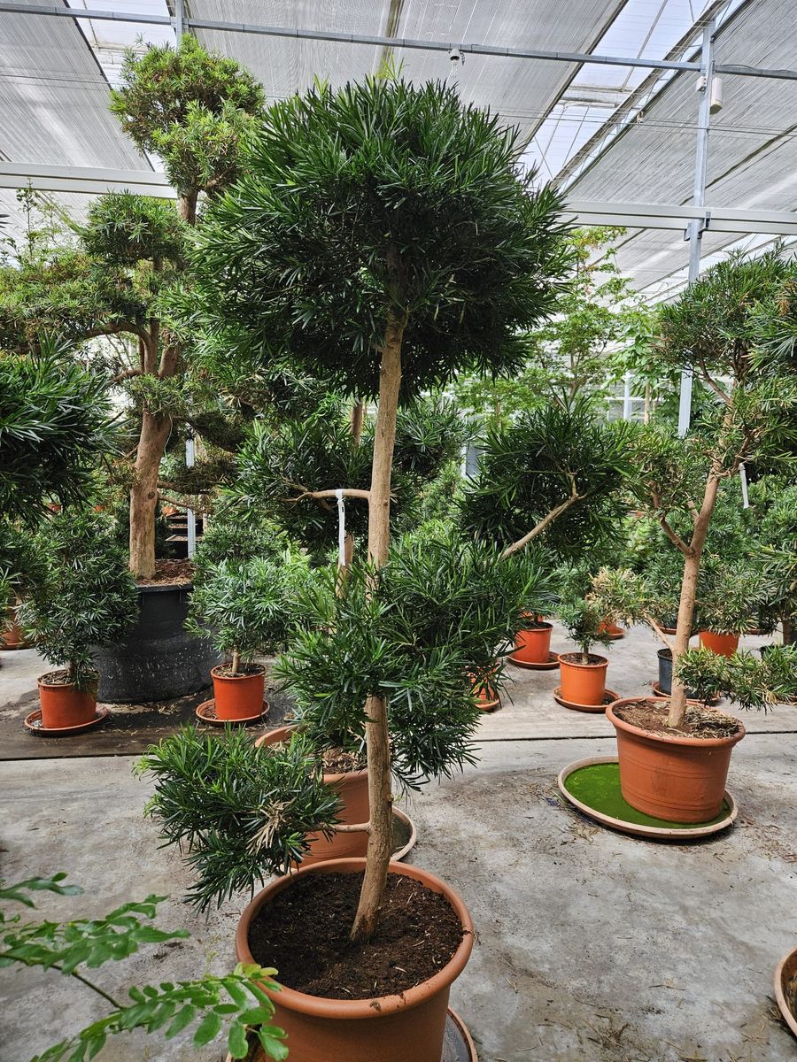 Podocarpus macrophyllus — Plant Wholesale FlorAccess
