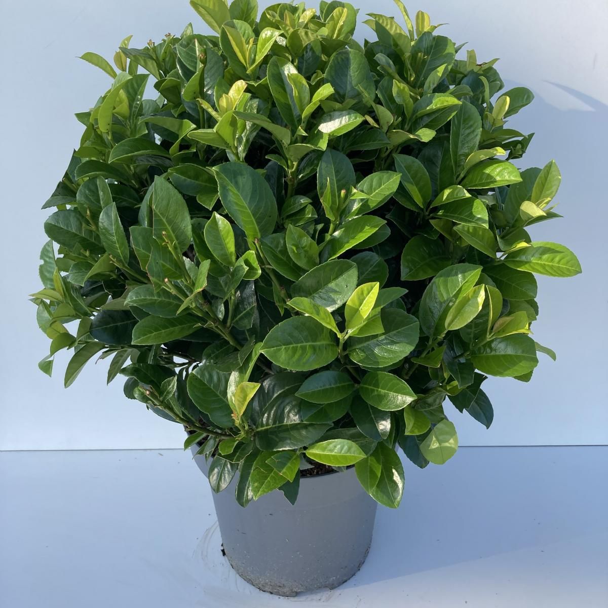 Prunus laurocerasus 'Ani' — Plant Wholesale FlorAccess