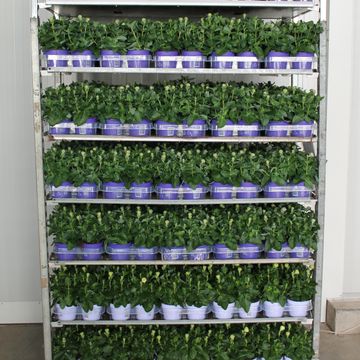 Platycodon grandiflorus MIX — Pflanzengroßhandel FlorAccess