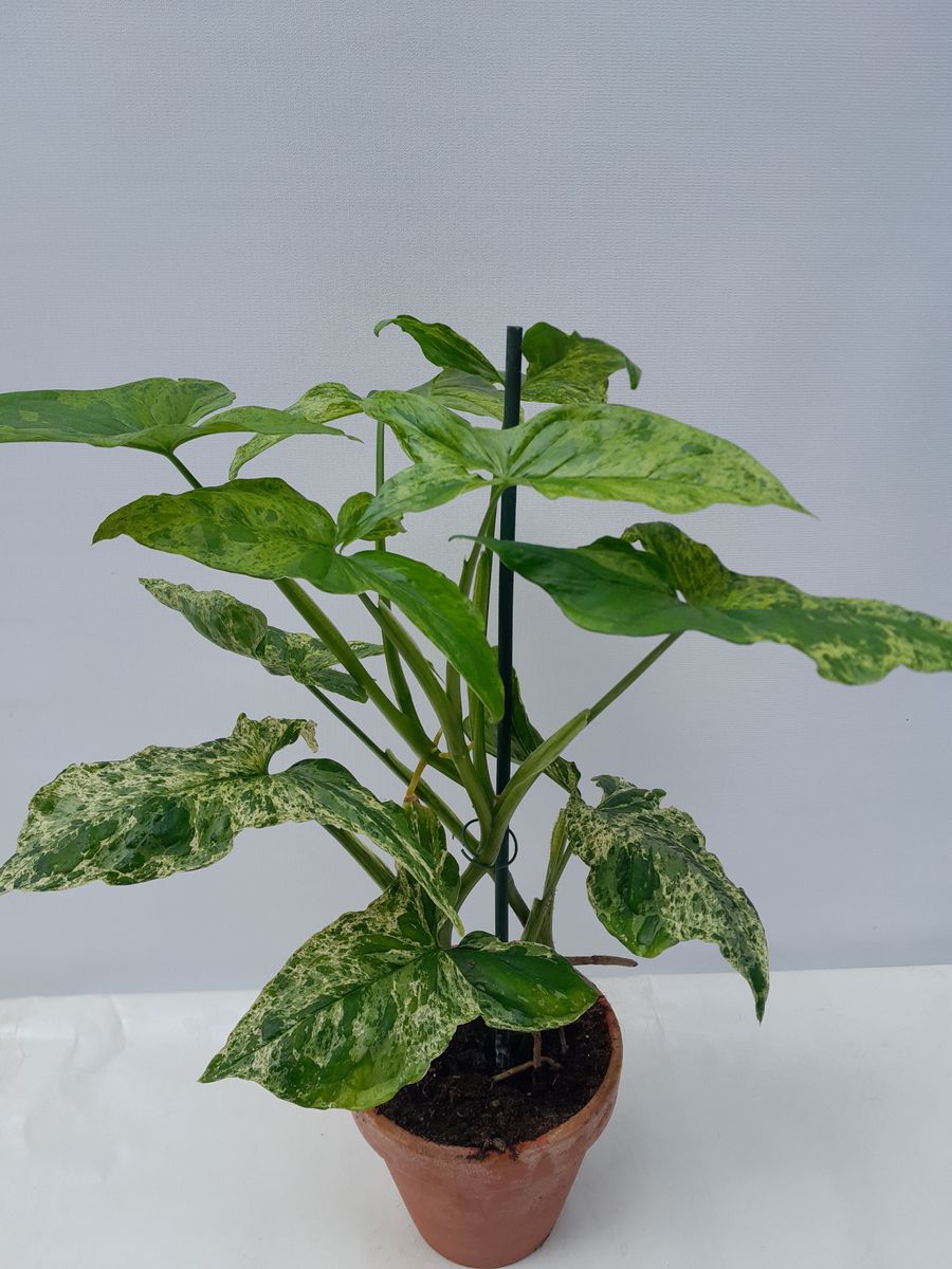 Syngonium MOTTLED — Plant Wholesale FlorAccess