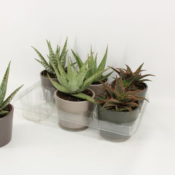 Aloe MIX — Plant Wholesale FlorAccess