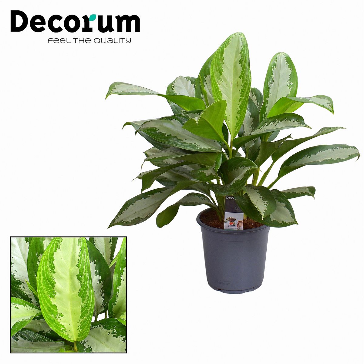 Aglaonema 'Diamond Bay' — Рослини оптом FlorAccess