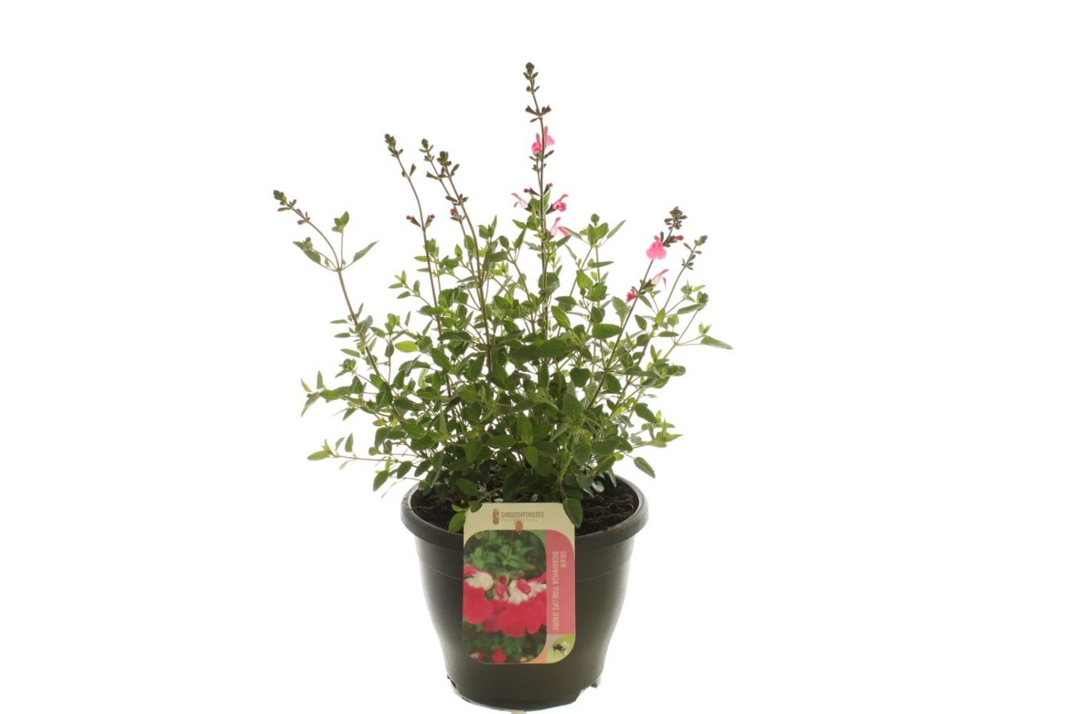 Salvia microphylla PINK LIPS — Plant Wholesale FlorAccess