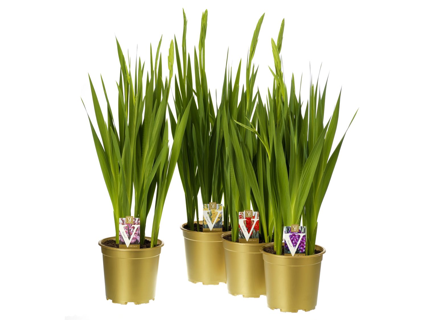 Gladiolus GLAMINI MIX — Plant Wholesale FlorAccess
