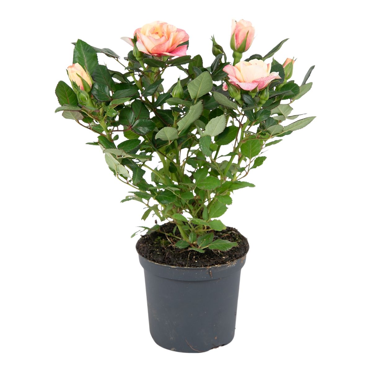 Rosa GOSIA — Plant Wholesale FlorAccess