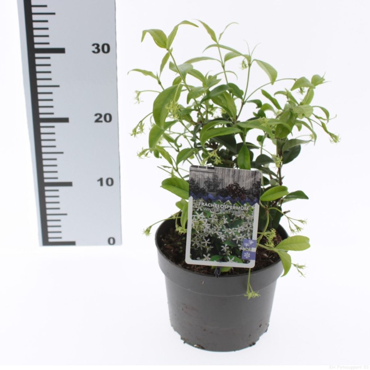 Trachelospermum jasminoides WINTER RUBY — Plant Wholesale FlorAccess