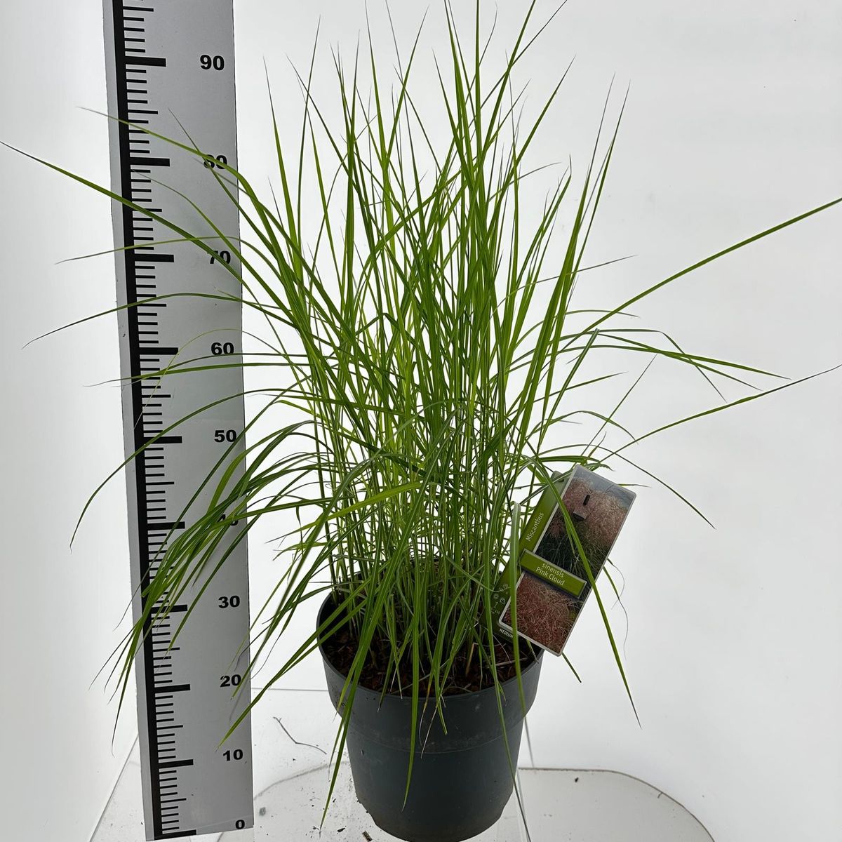 Miscanthus sinensis PINK CLOUD — Plant Wholesale FlorAccess