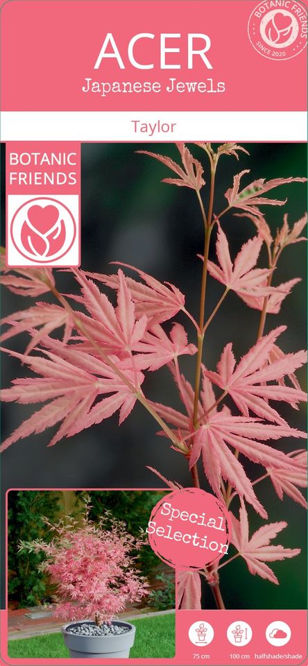 Acer palmatum 'Taylor' — Plant Wholesale FlorAccess