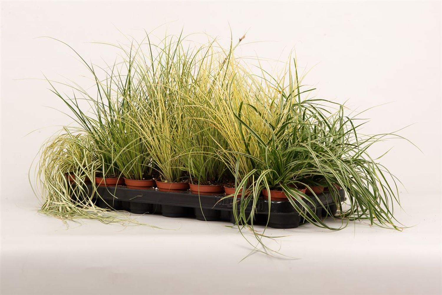 Carex MIX — Plant Wholesale FlorAccess