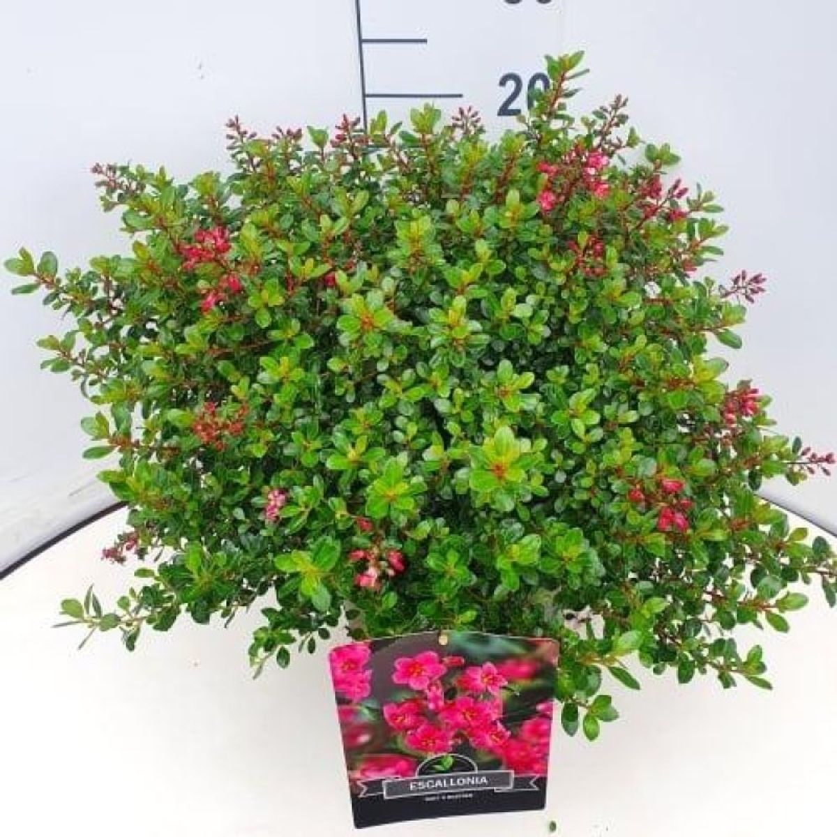 Escallonia 'Red Dream' — Plant Wholesale FlorAccess