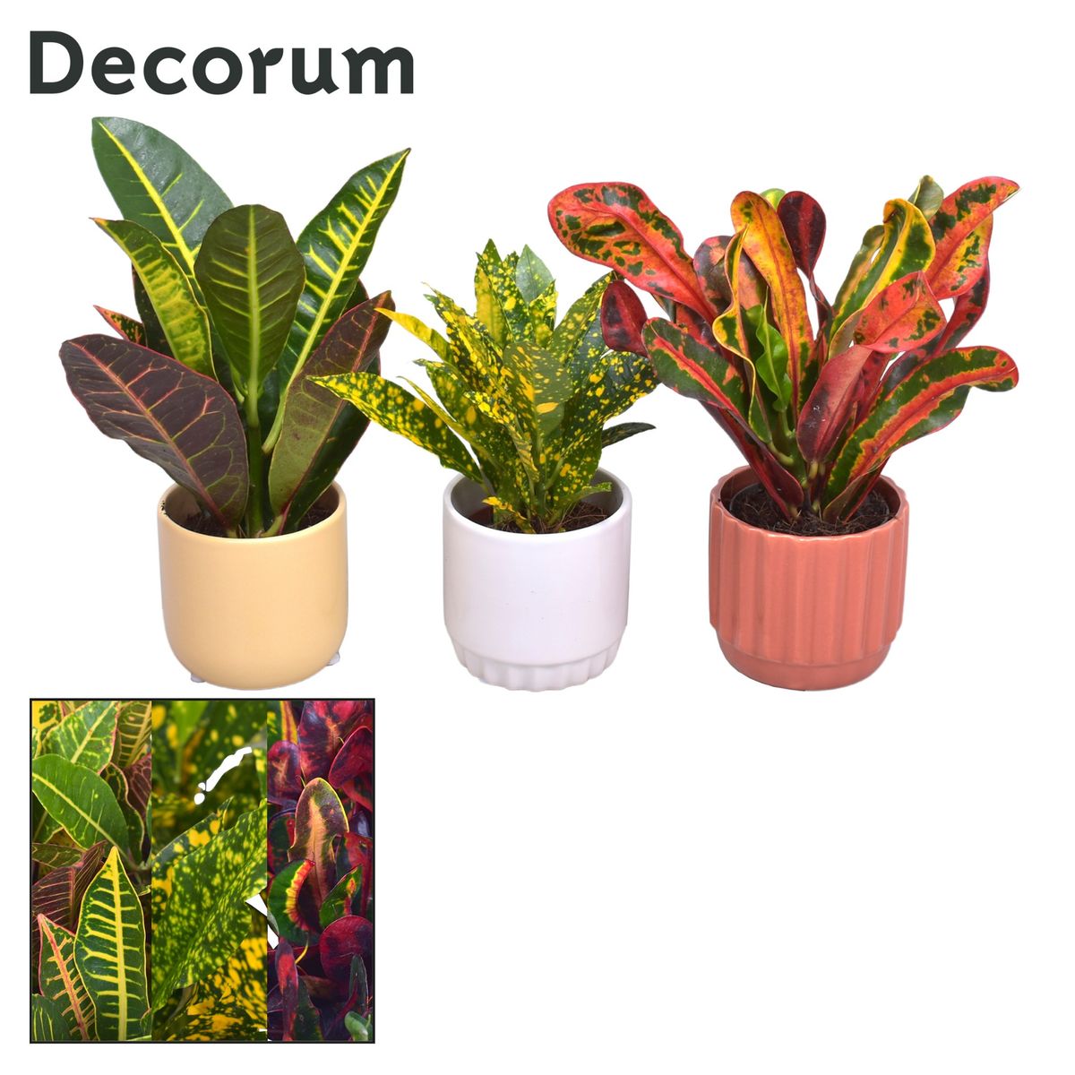 Codiaeum MIX — Plant Wholesale FlorAccess