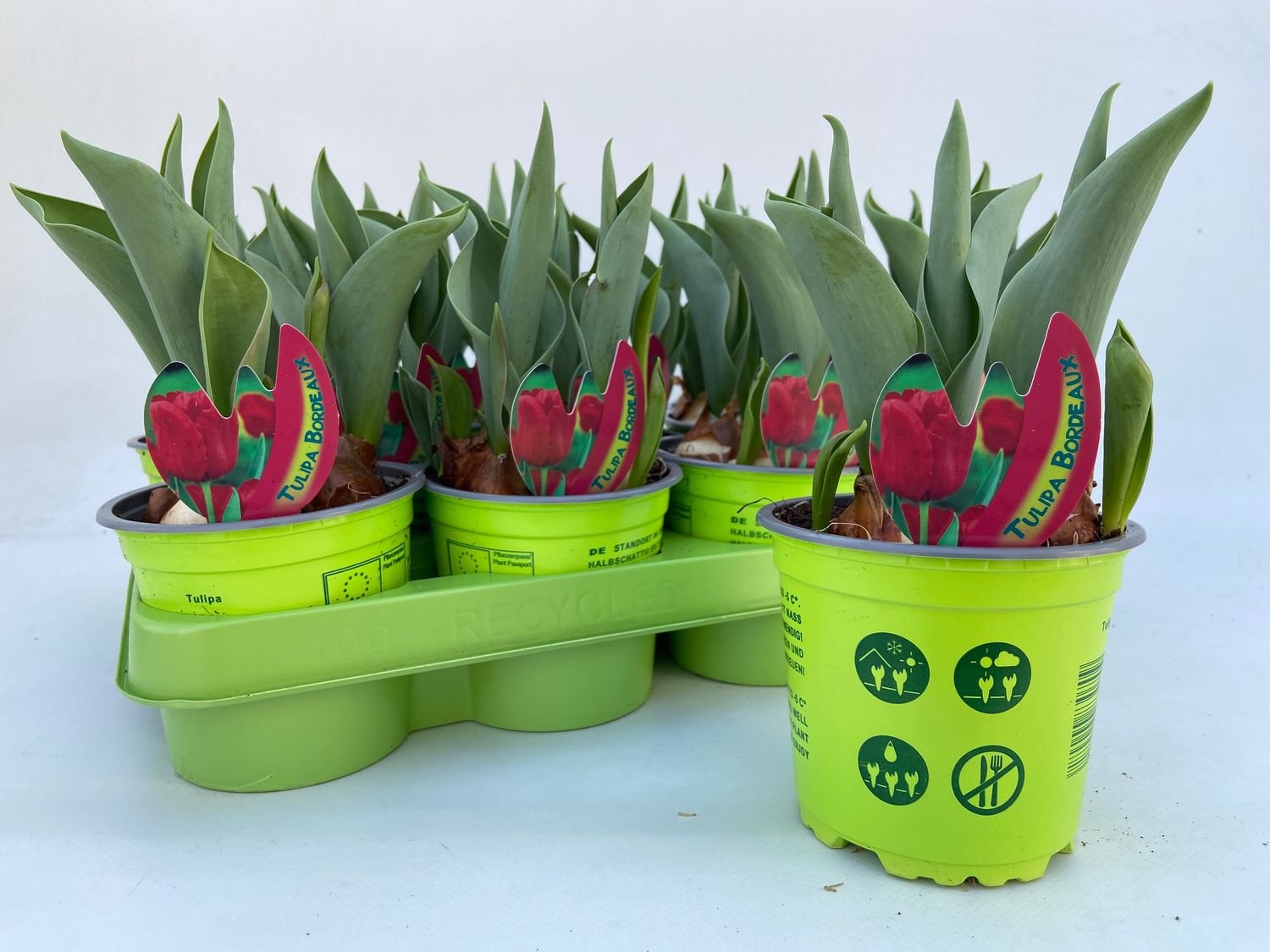 Tulipa 'Bordeaux' — Plant Wholesale FlorAccess