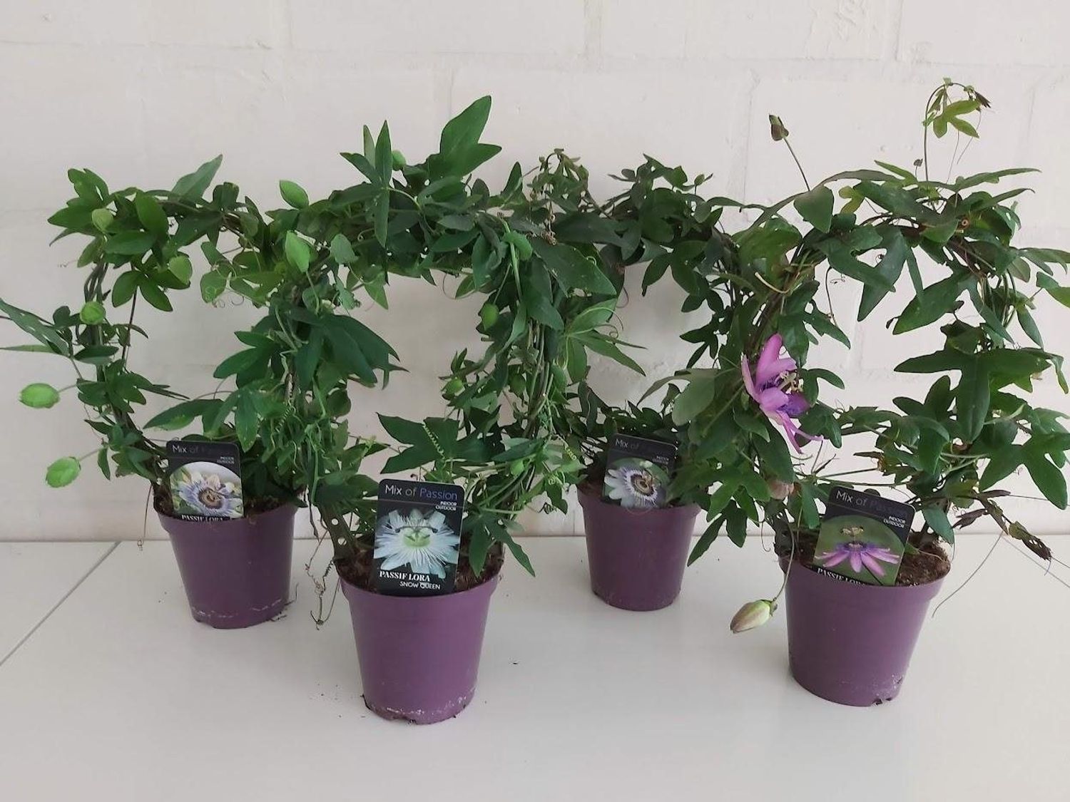 Passiflora MIX — Plant Wholesale FlorAccess