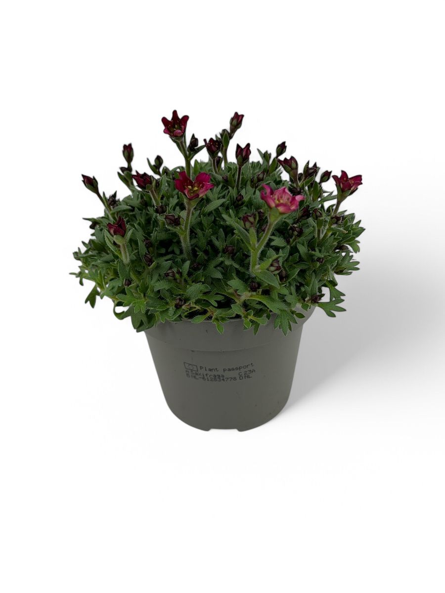 Saxifraga TOURAN DEEP RED — Plant Wholesale FlorAccess