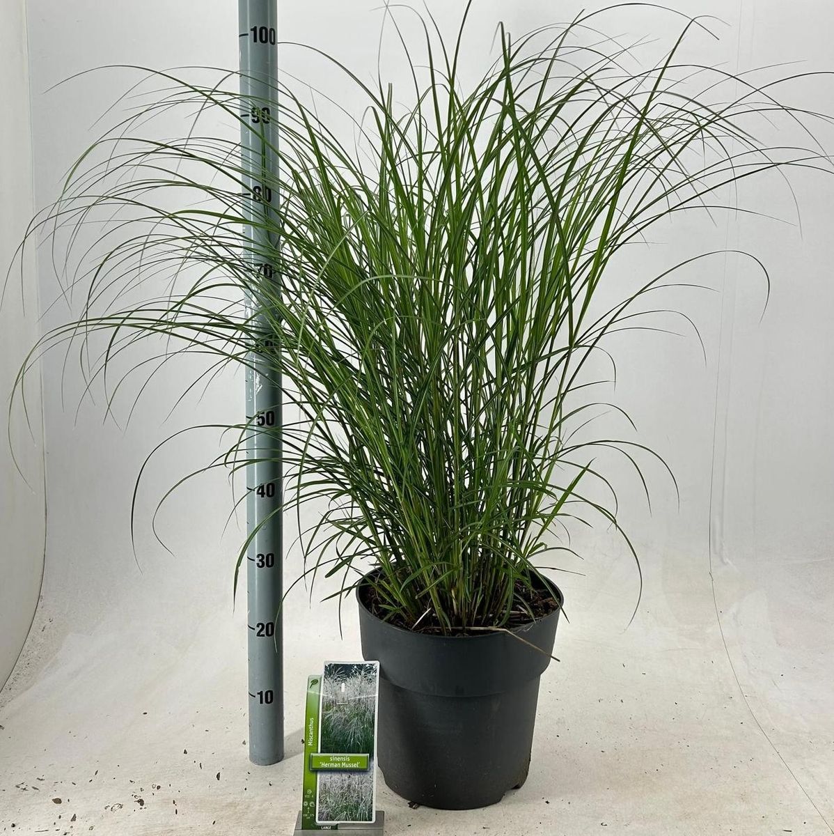 Miscanthus sinensis 'Herman Mussel' — Plant Wholesale FlorAccess
