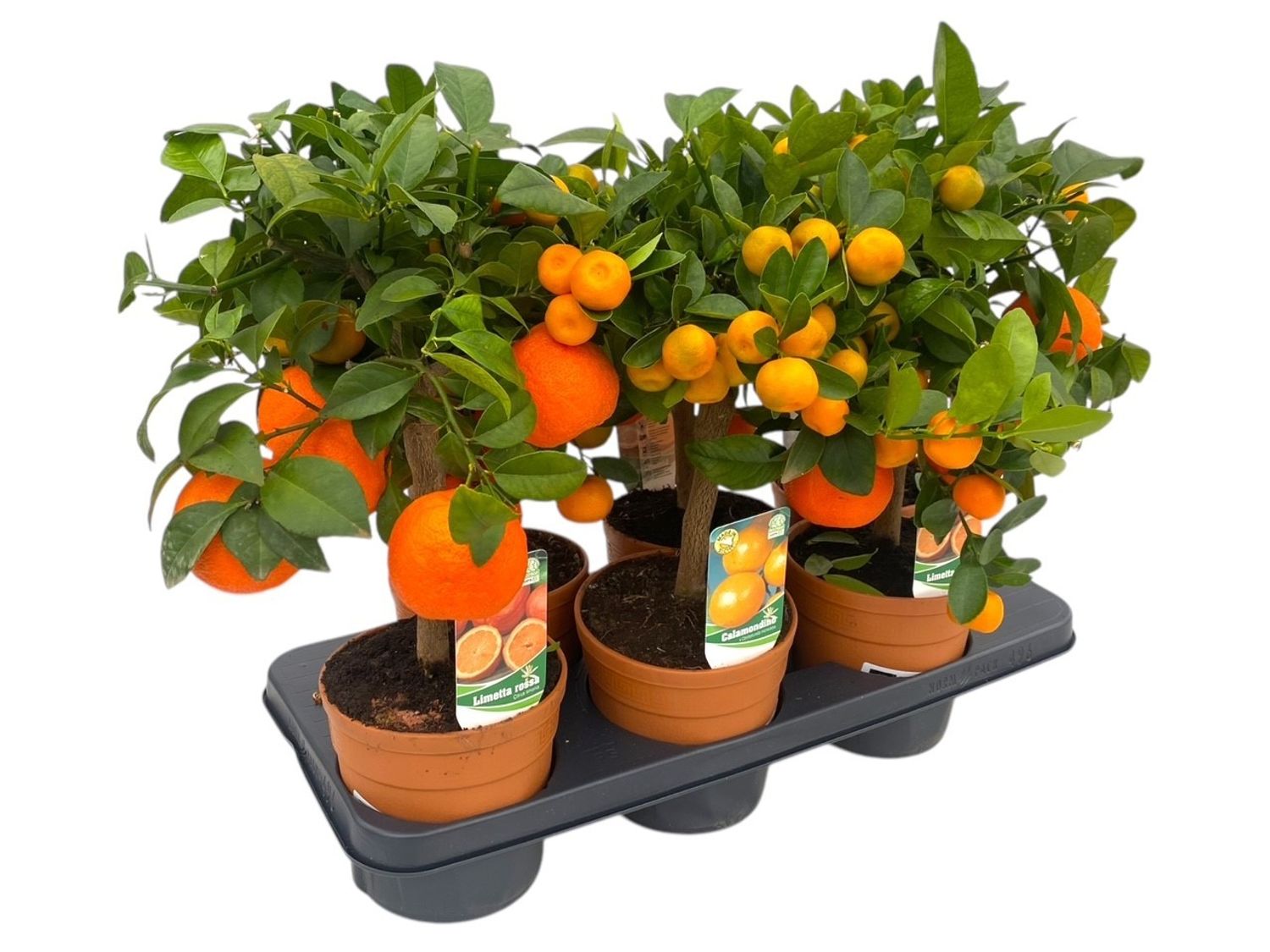 Citrus MIX — Plant Wholesale FlorAccess
