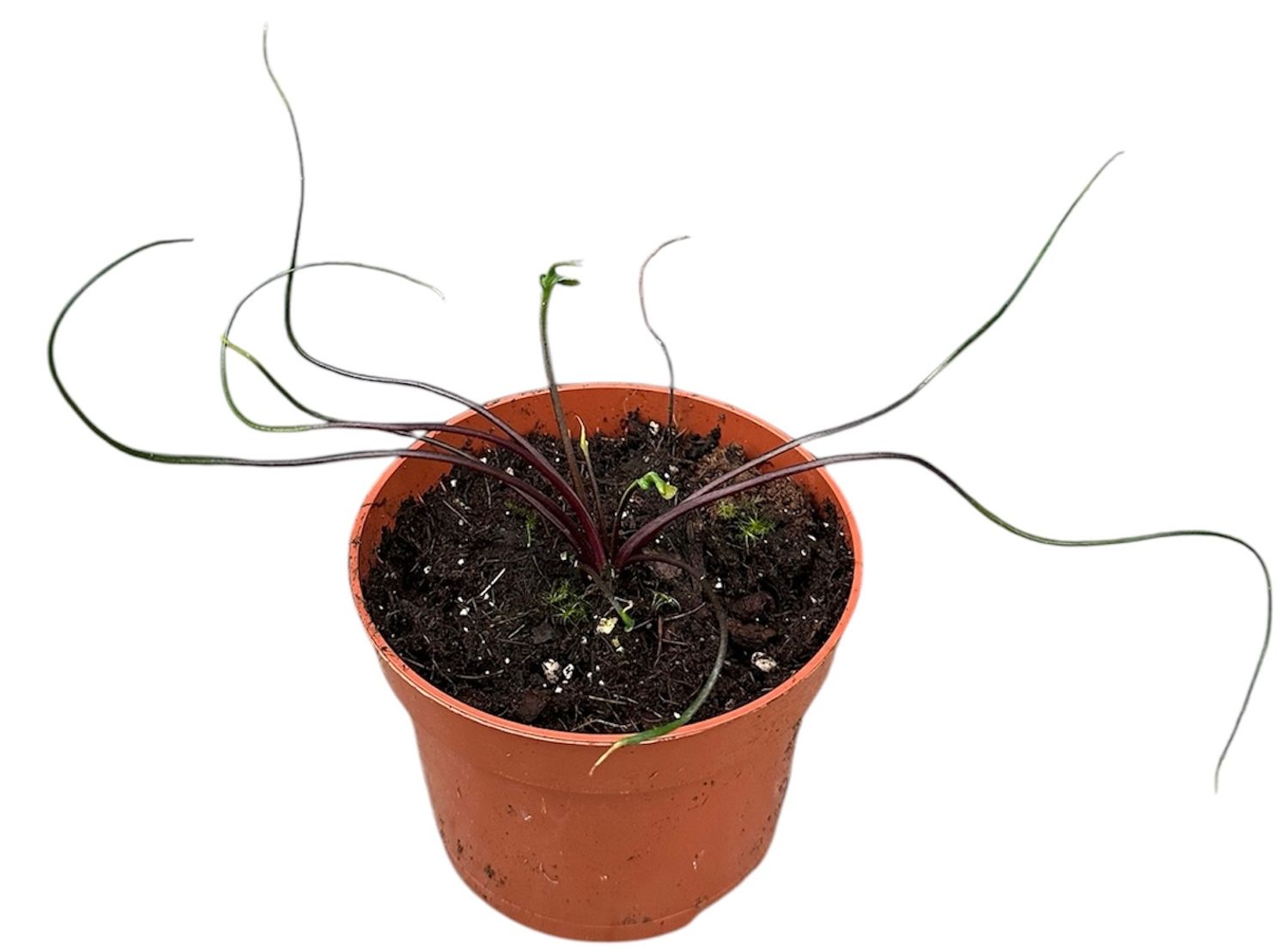 Alocasia plumbea 'Flying Squid' — Plant Wholesale FlorAccess