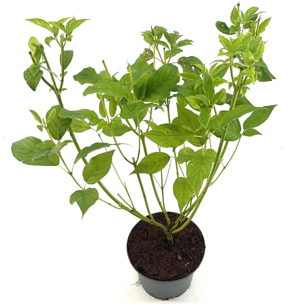 Cornus sericea 'Flaviramea' — Plant Wholesale FlorAccess