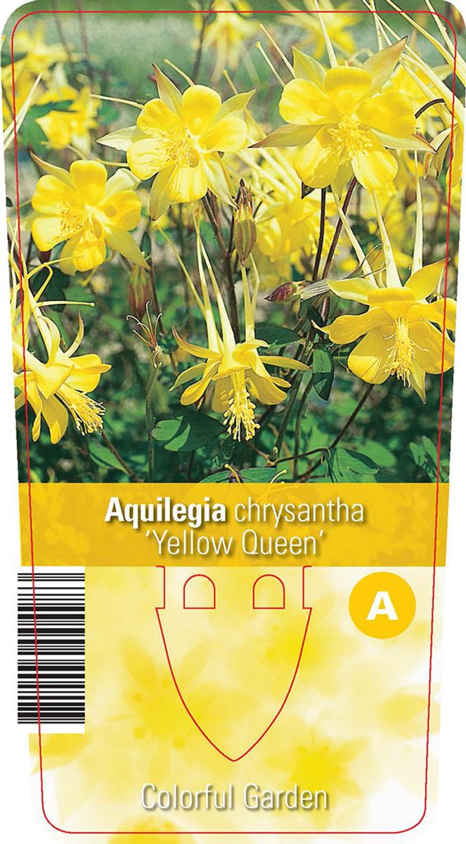 Aquilegia chrysantha 'Yellow Queen' — Plant Wholesale FlorAccess