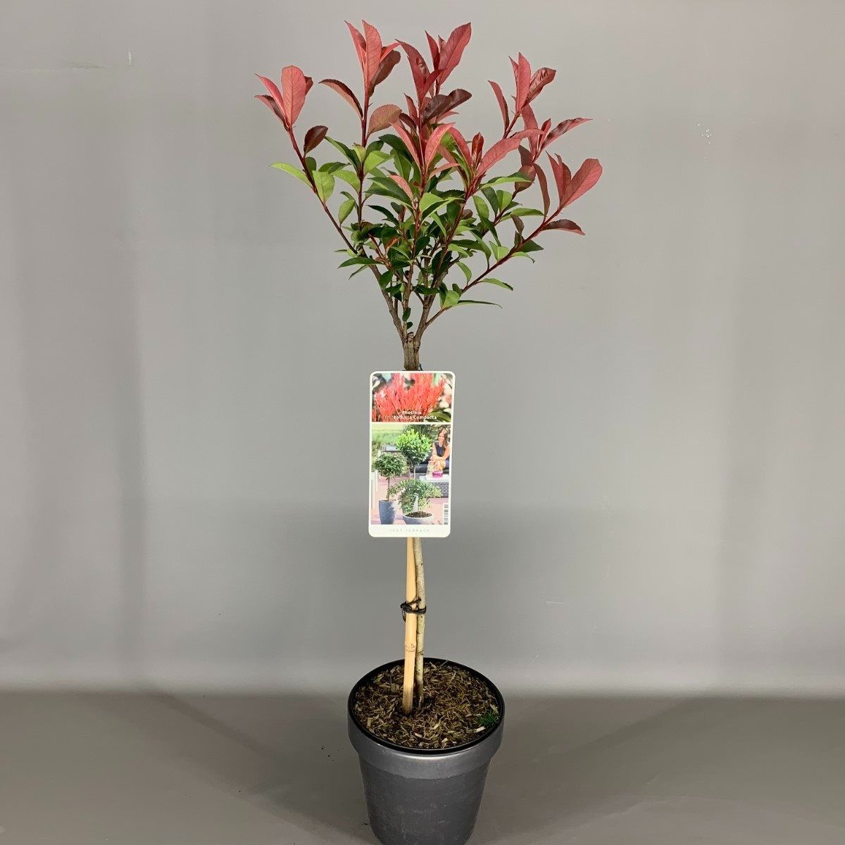 Photinia x fraseri CARRÉ ROUGE — Plant Wholesale FlorAccess